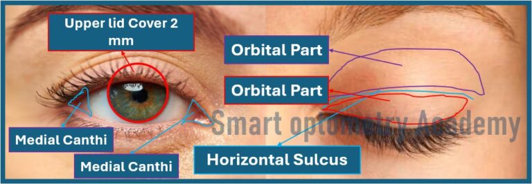 Anatomy of Eyelids - 7 Layers of Eyelids You Need to Know. - Smart ...
