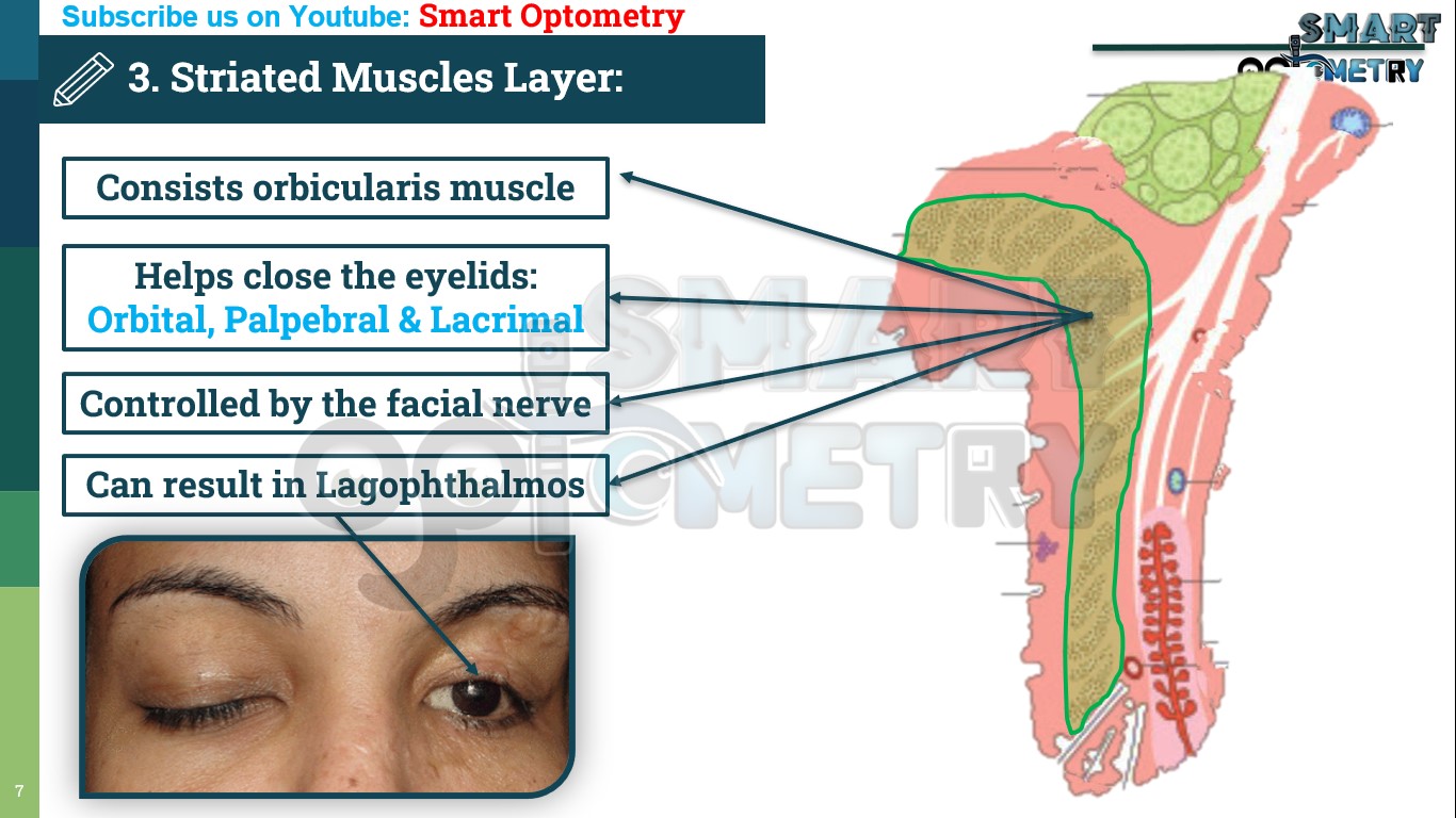 Anatomy of Eyelids - 7 Layers of Eyelids You Need to Know. - Smart ...